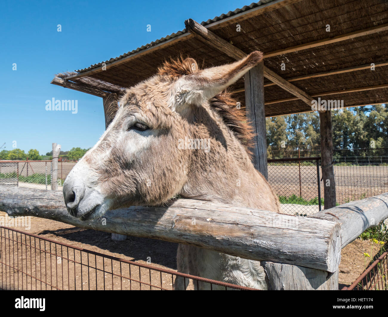 Donkey on a farm Stock Photo - Alamy