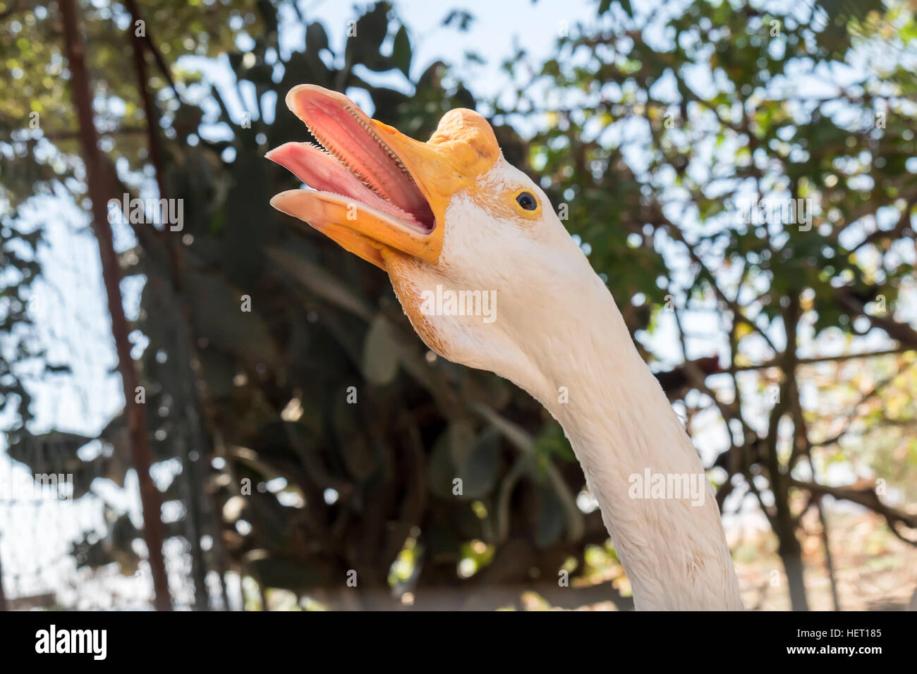Head of a white Chinese Goose Stock Photo - Alamy