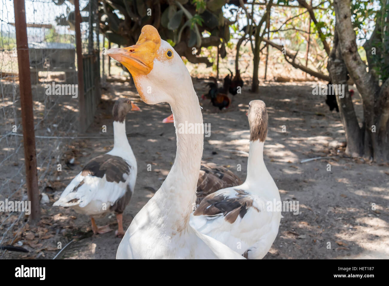 Chinese geese closeup hi-res stock photography and images - Alamy
