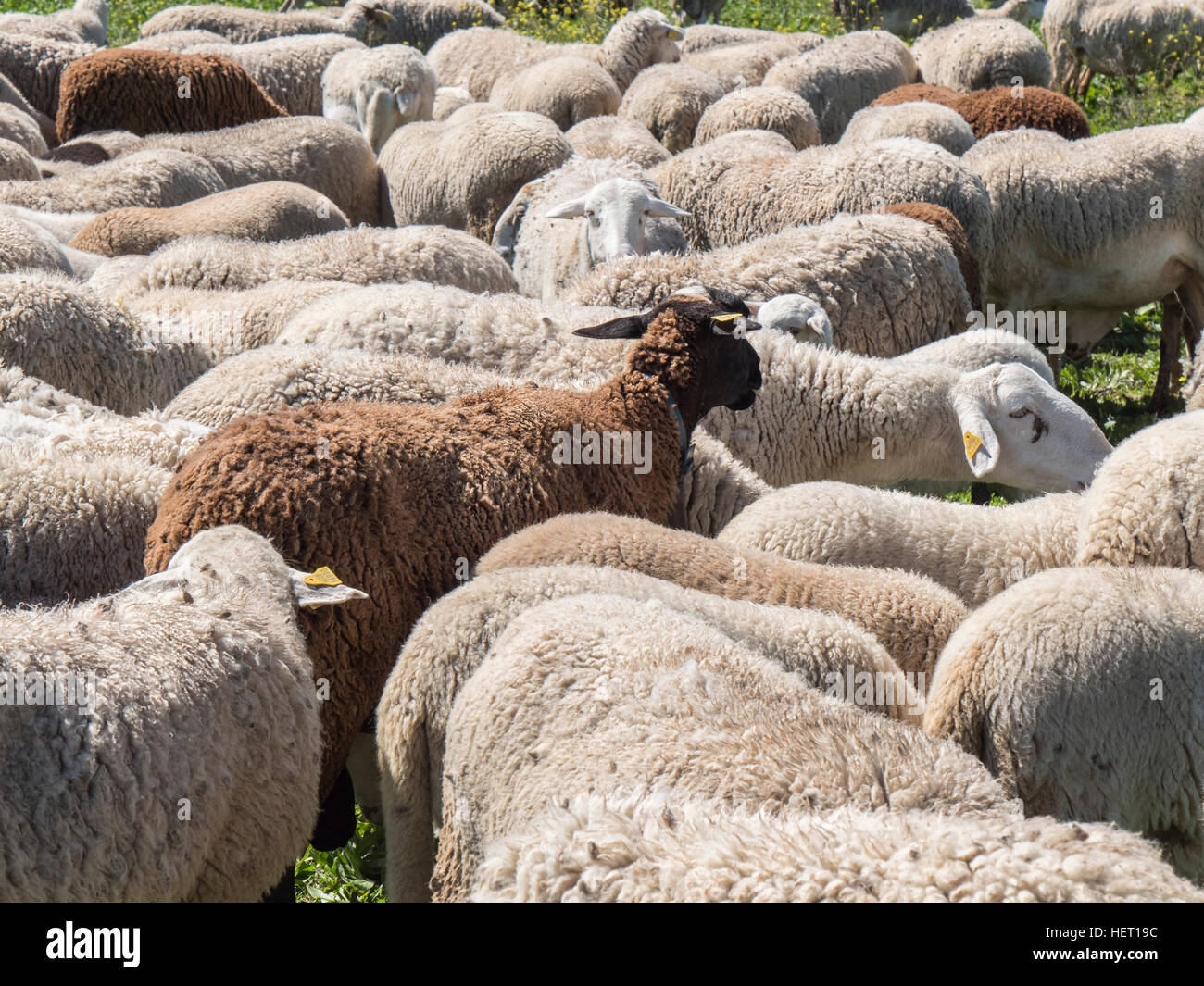 Flock of sheep in the field Stock Photo - Alamy
