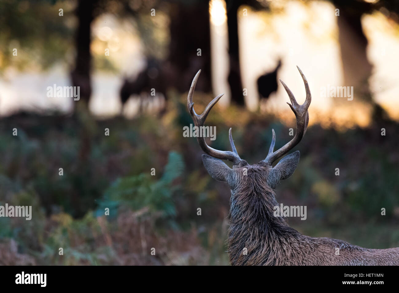 Wild Deer With Silhouette In Distance Stock Photo - Alamy