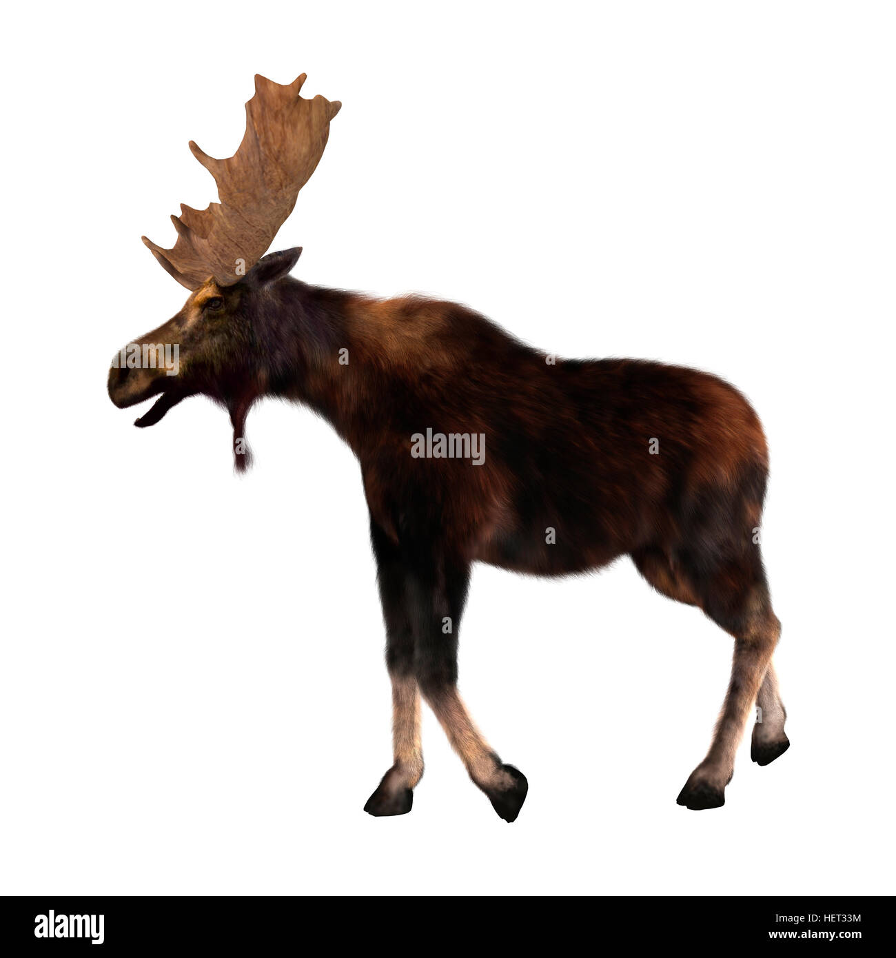 3D rendering of a male moose walking isolated on white background Stock ...