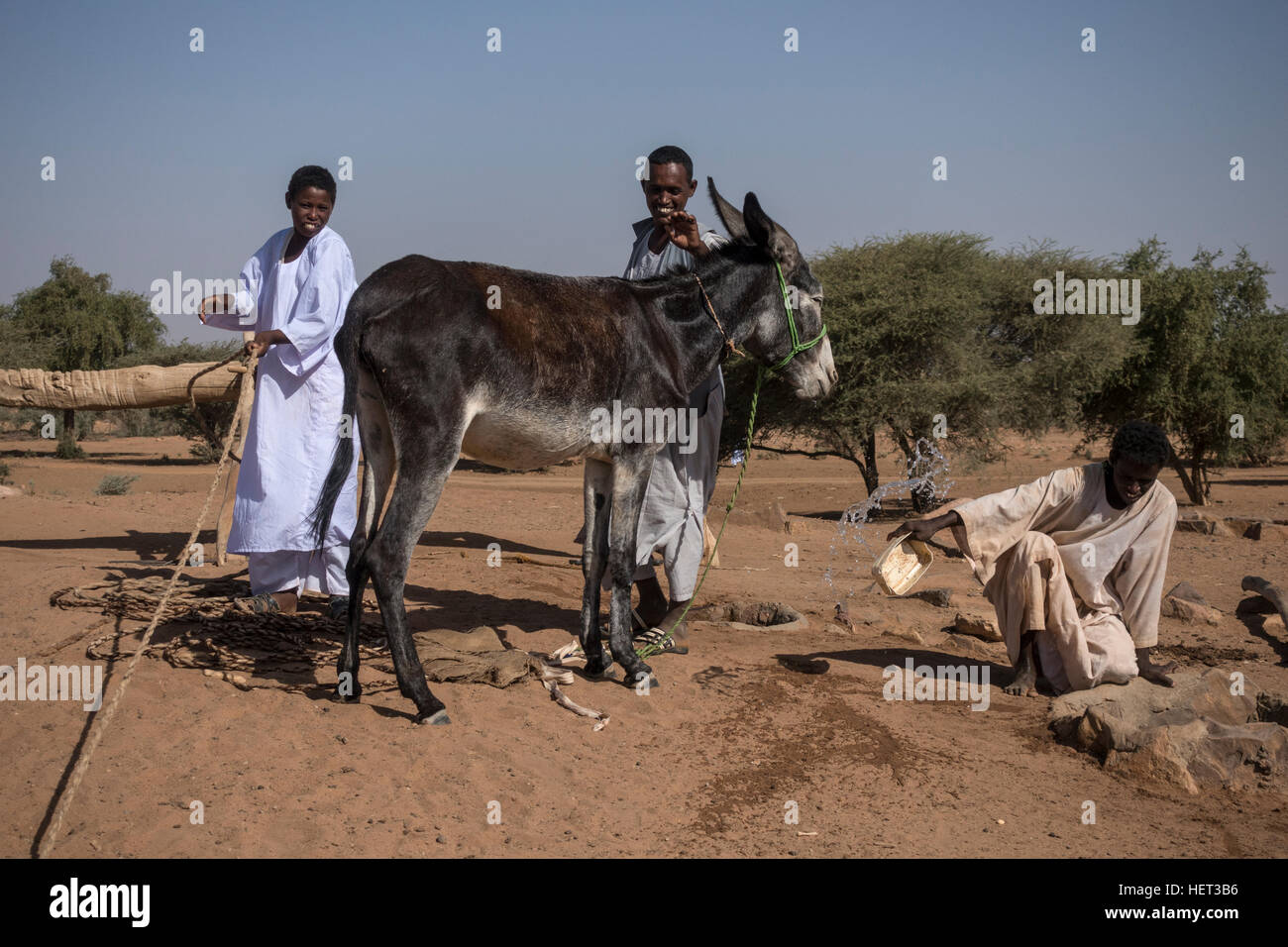 Working donkeys having a drink, Sudan, Africa Stock Photo - Alamy