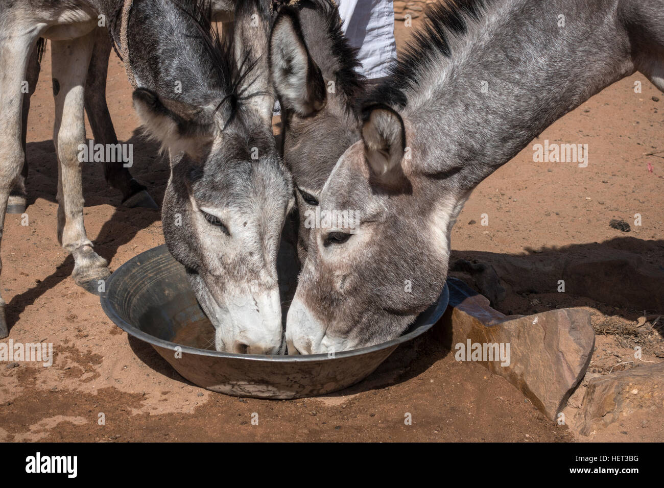 Donkeys drinking hi-res stock photography and images - Alamy