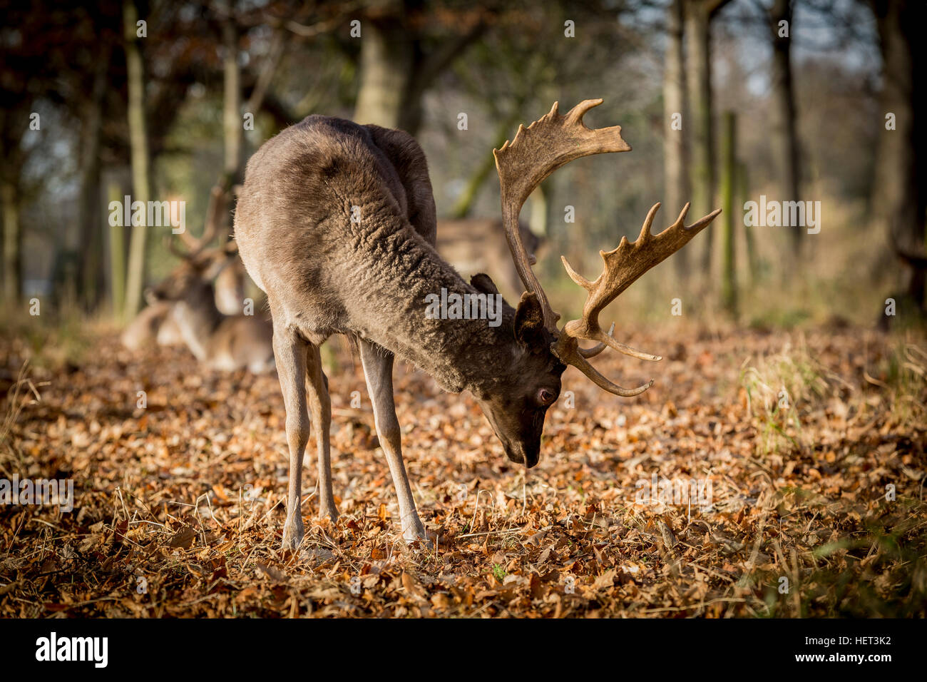 A fallow deer poses for a portrait, phoenix park dublin Stock Photo - Alamy