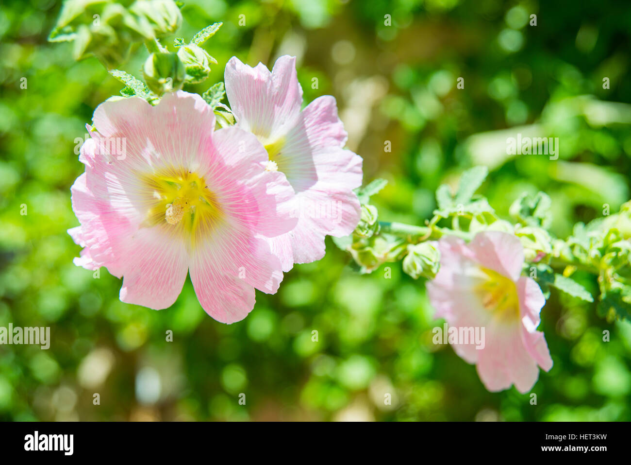 Flowers. Close view Stock Photo - Alamy