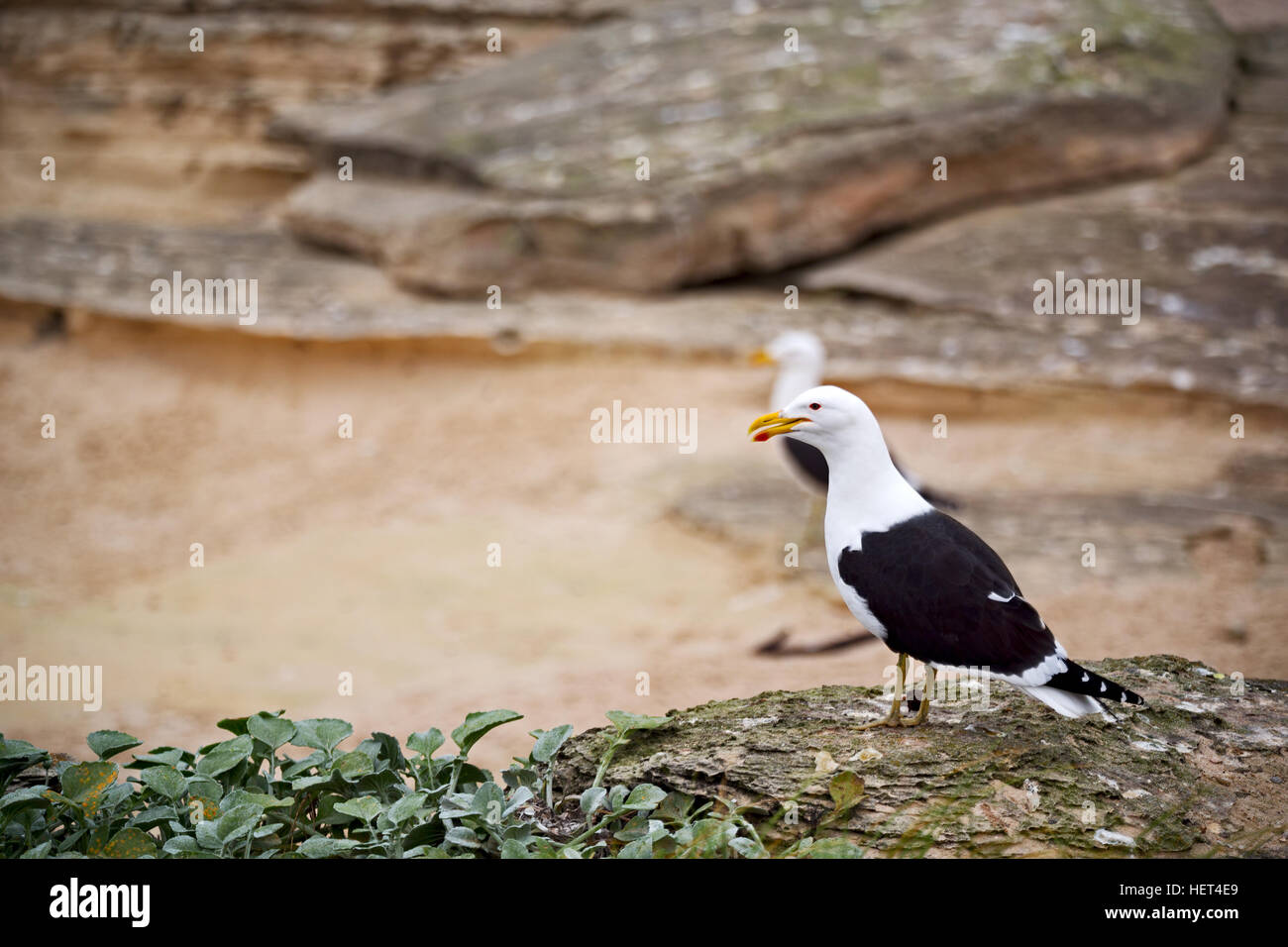 seagull in south africa coastline cape of good hope and natural park ...