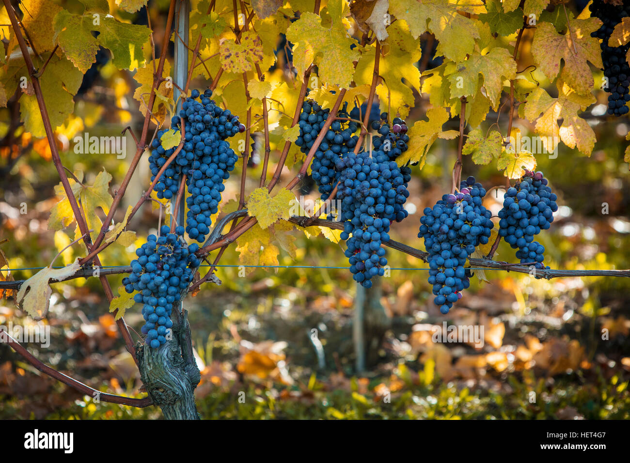 Nebbiolo grapes ready for harvest, Barolo, Piemonte, Italy Stock Photo ...