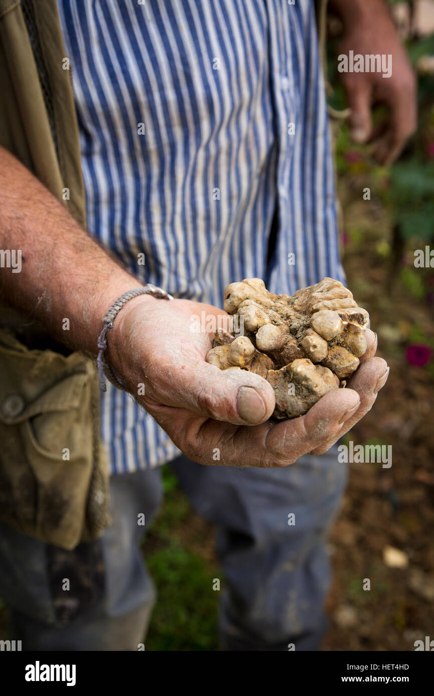Piedmont truffle hunt hi-res stock photography and images - Alamy