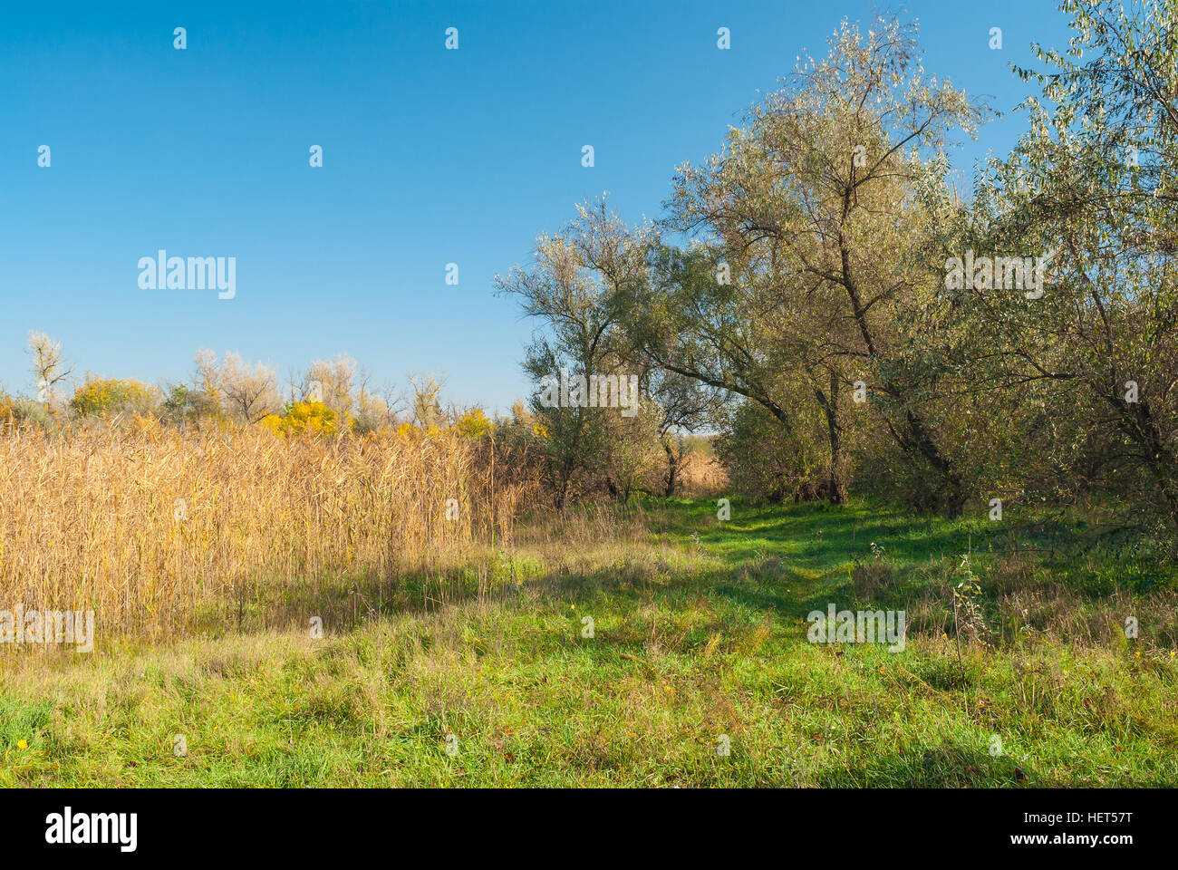 Forest clearing on sunny hi-res stock photography and images - Alamy