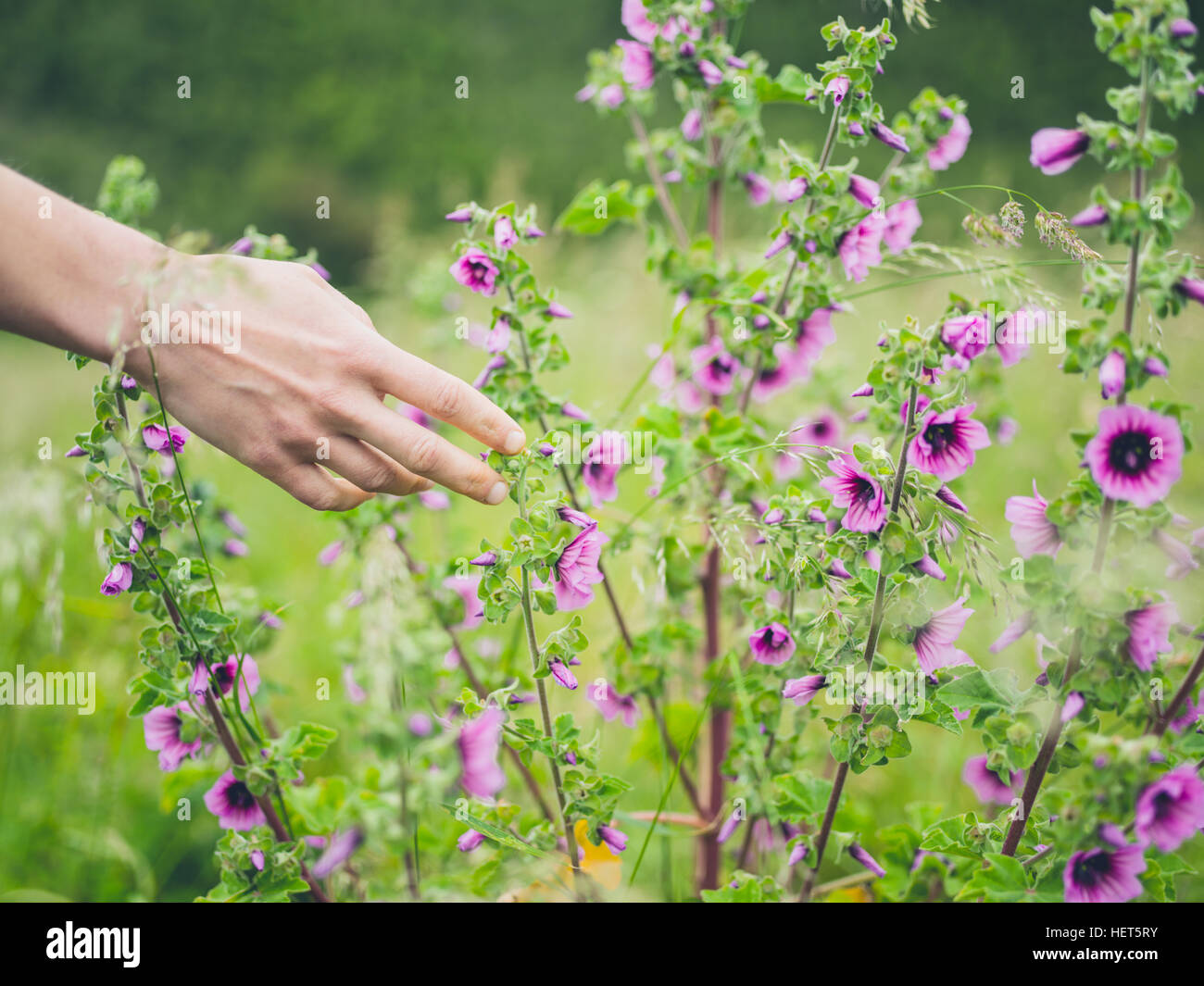 A young female hand is touching some flowers in a meadow in the summer ...