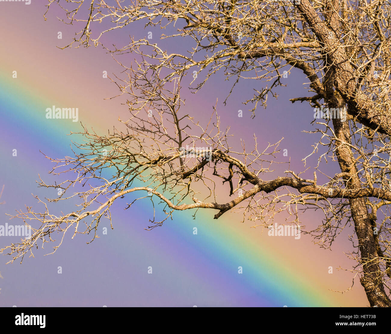 Rainbow tree hi-res stock photography and images - Alamy