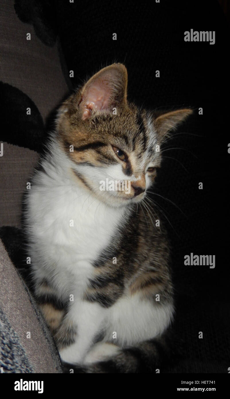 Tabby white chest hi-res stock photography and images - Alamy