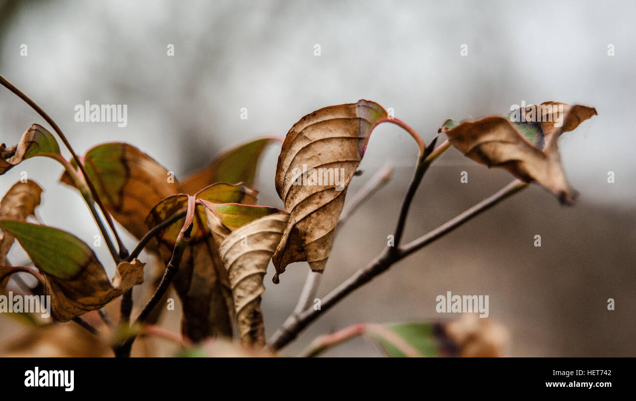 Dried leaves of tree hi-res stock photography and images - Alamy