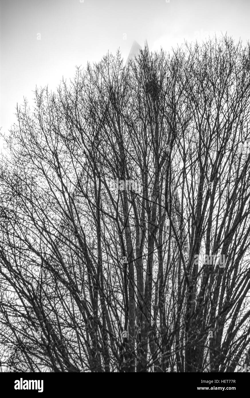 Photograph of London Shard behind a tree (London Bridge) in black and ...