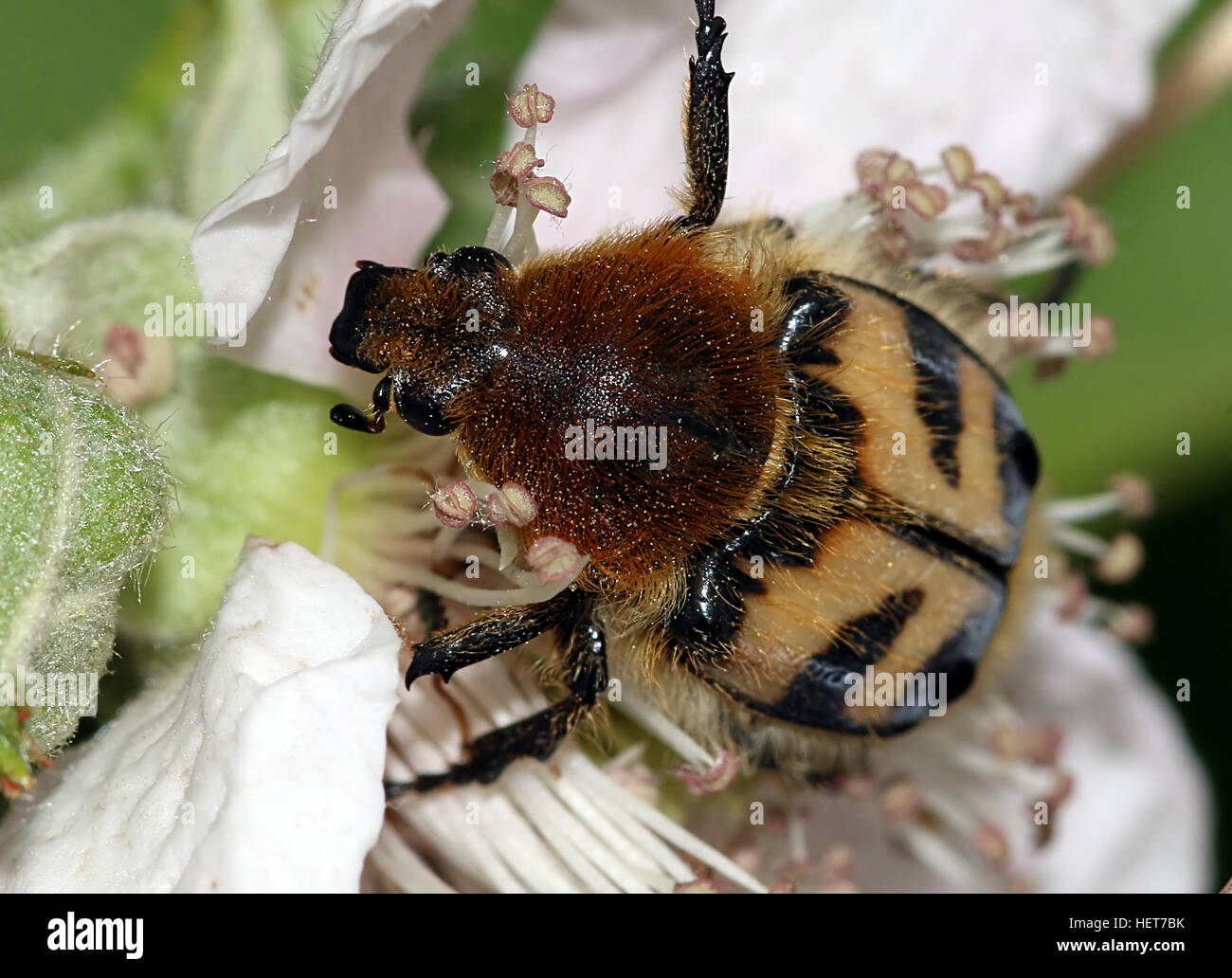 Close-up of a Eurasian Bee Beetle (Trichius zonatus or T. fasciatus ...