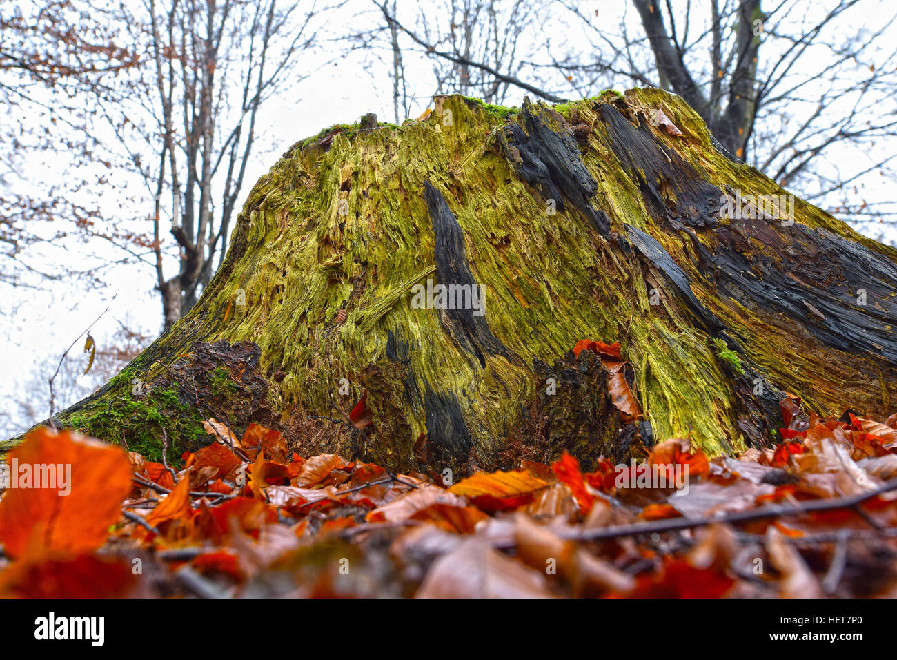 Stump surface hi-res stock photography and images - Alamy