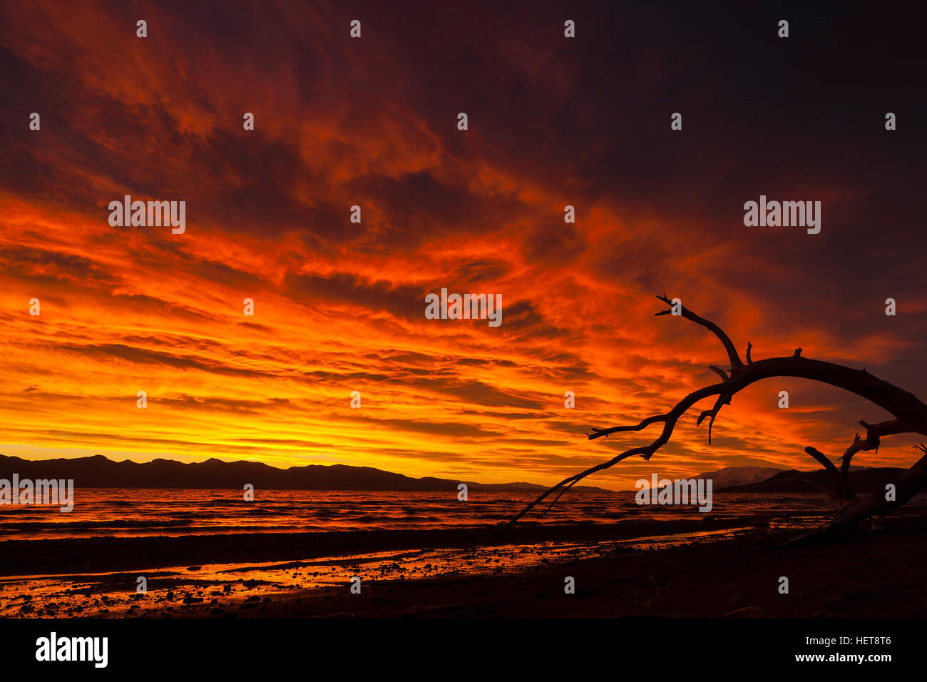 Dead tree limb hi-res stock photography and images - Alamy