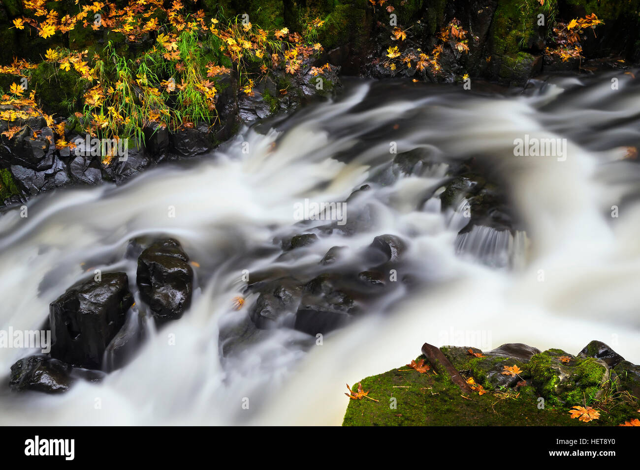 fall color leaves and moss by flowing stream in Washington State Stock ...