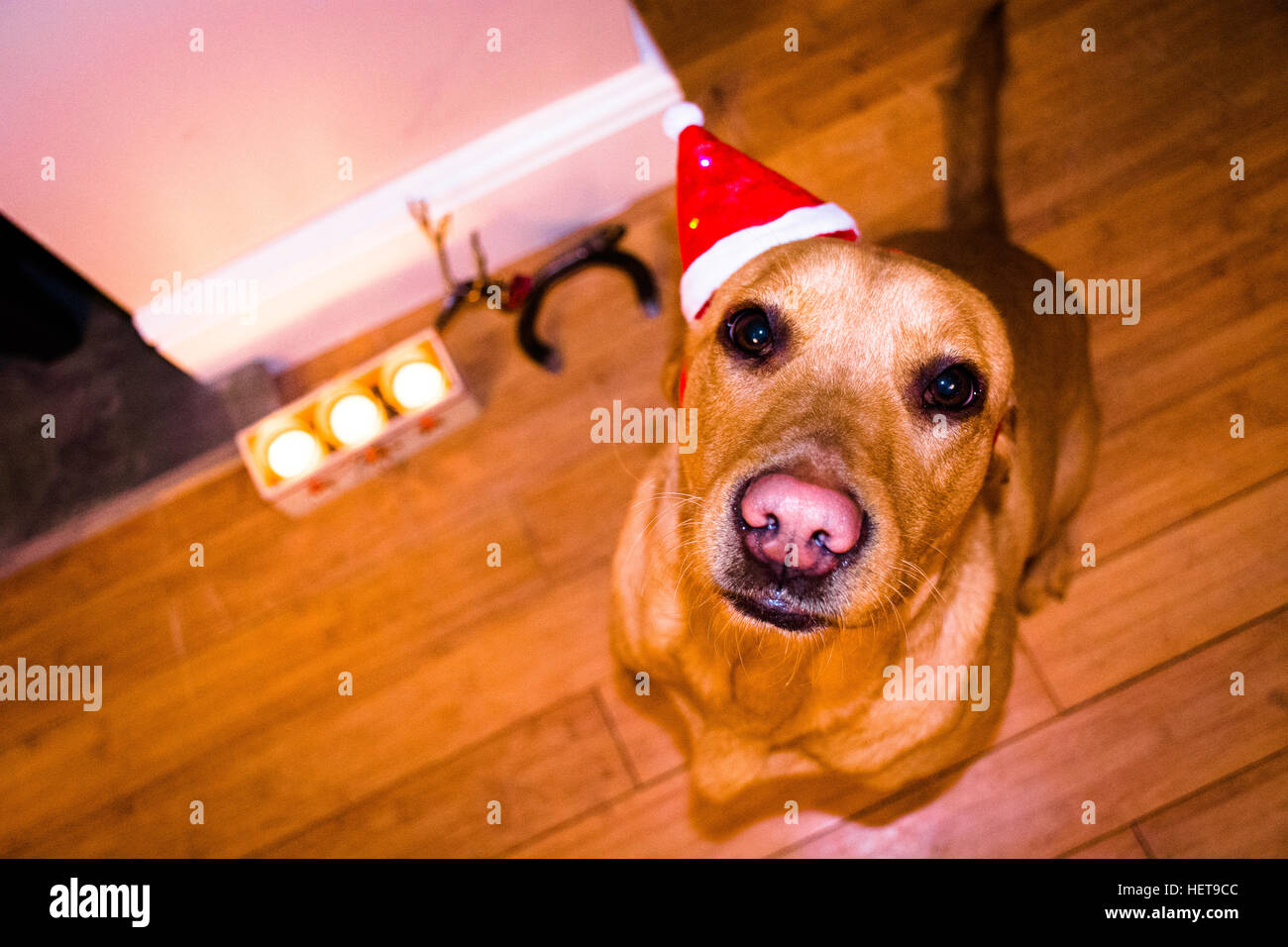 Labrador christmas hi-res stock photography and images - Alamy