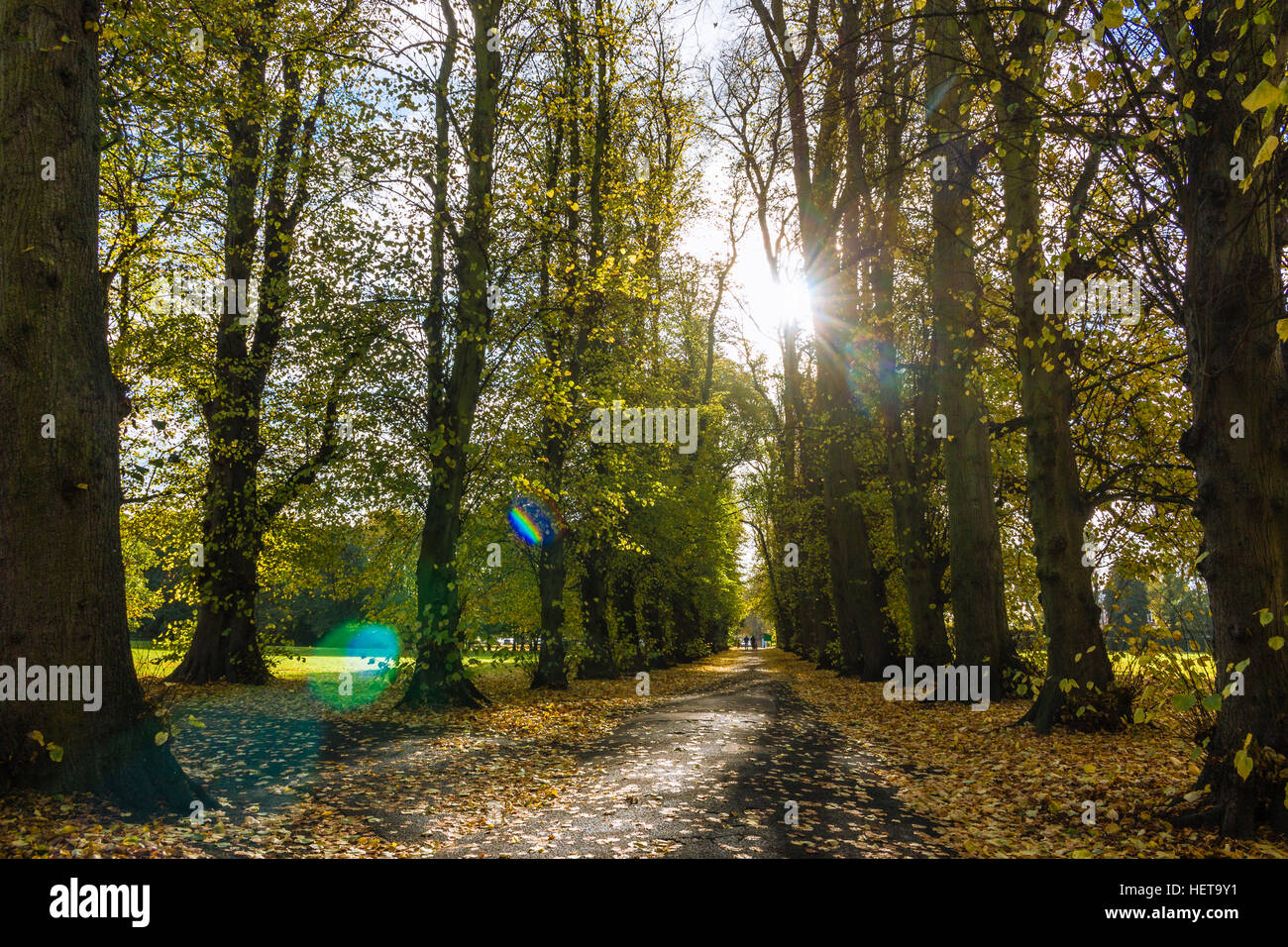 In the woods - trees and sun rays at sunrise Stock Photo - Alamy