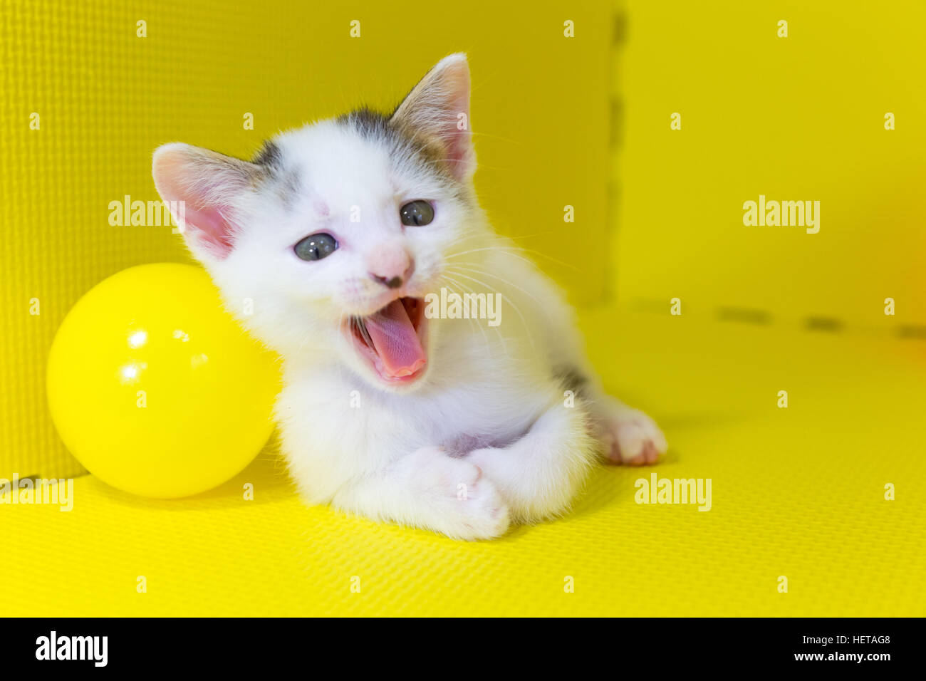 Cat playing with ball Stock Photo - Alamy