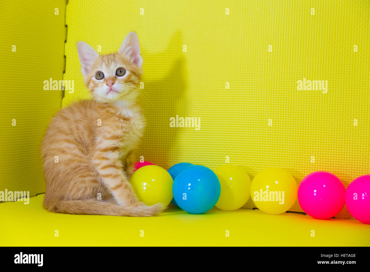 Cat playing with ball Stock Photo - Alamy