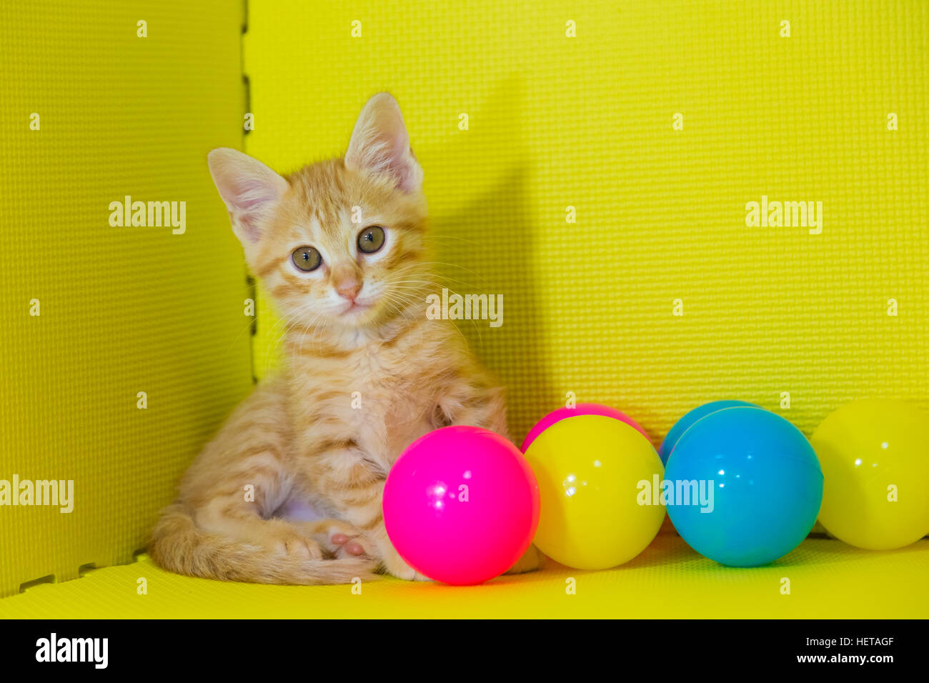 Cat playing with ball hi-res stock photography and images - Alamy