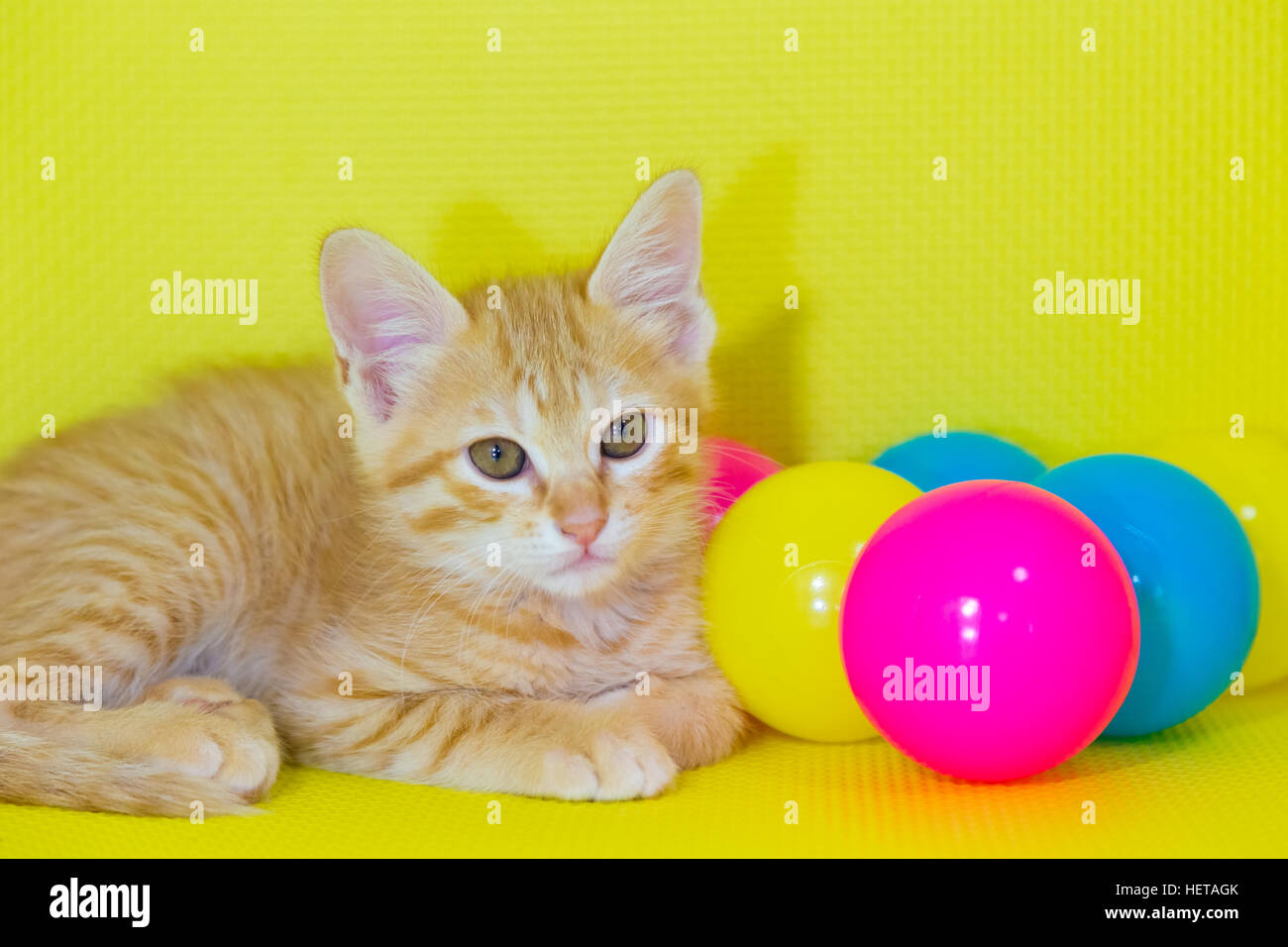 Cat playing with ball Stock Photo - Alamy