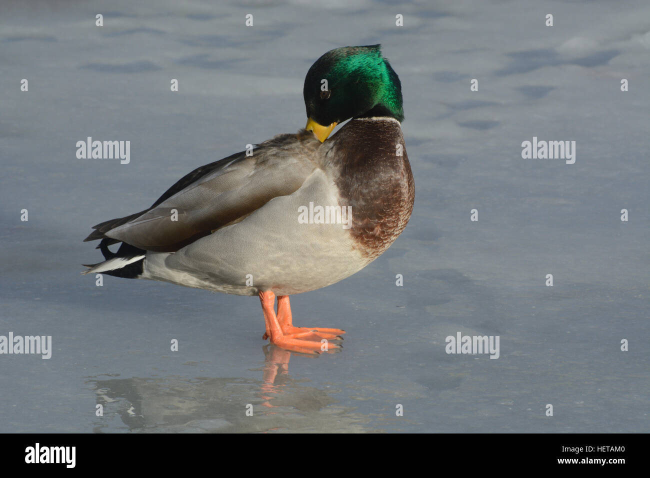 Mallard duck preening feathers hi-res stock photography and images - Alamy