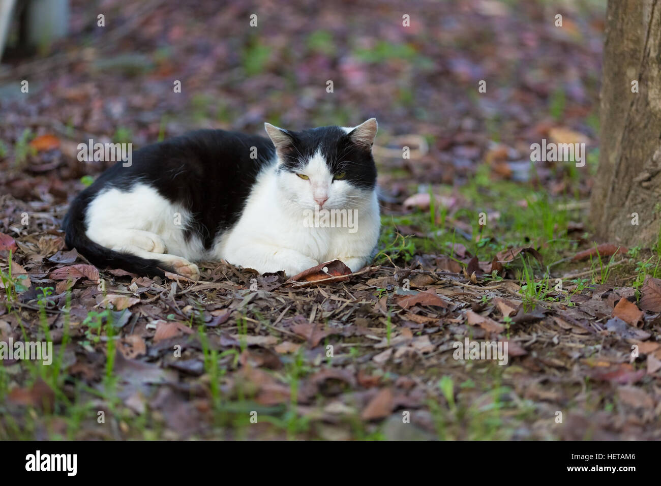 Bicolor cat hi-res stock photography and images - Alamy