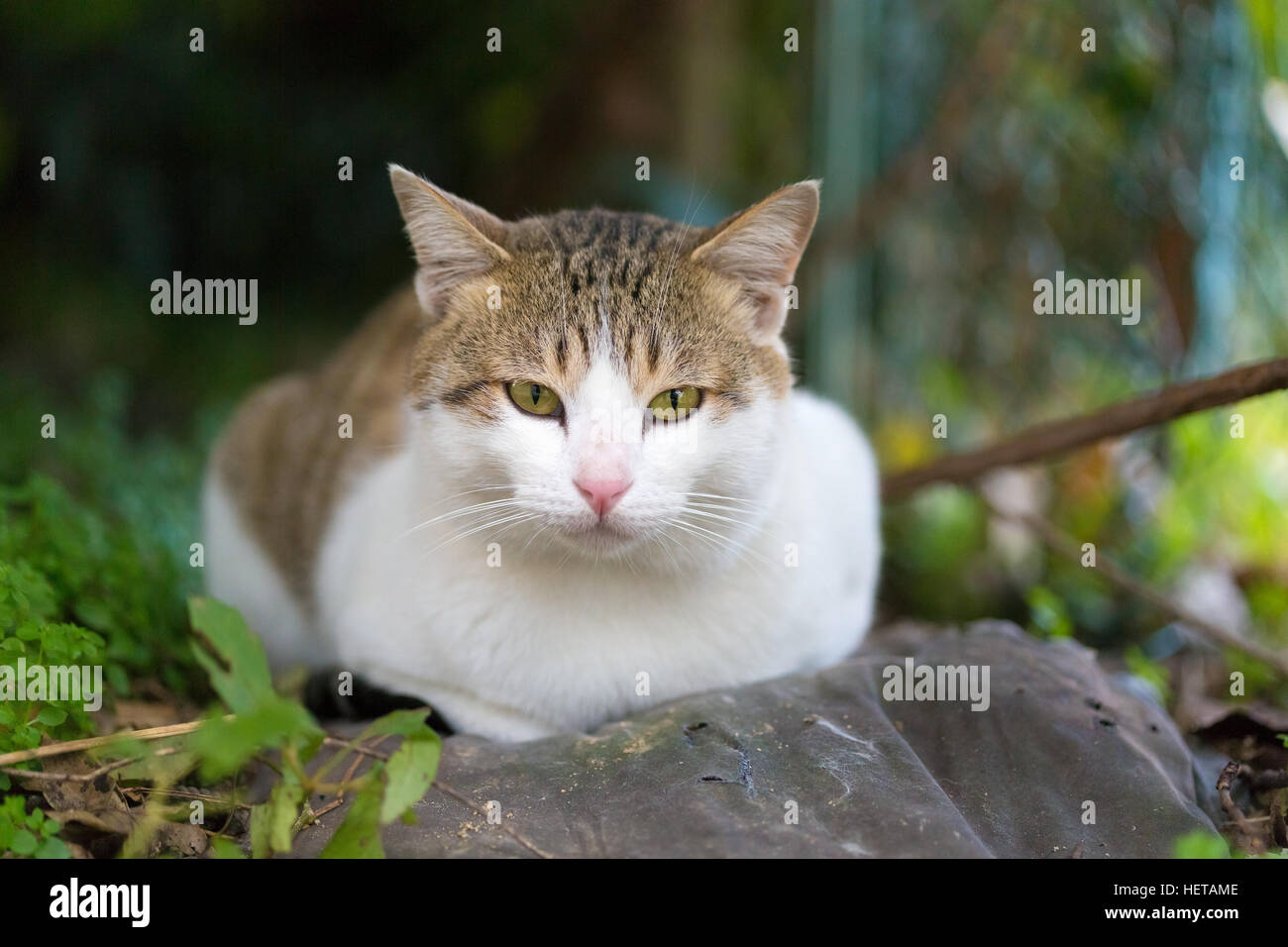 brown tabby and white cat Stock Photo - Alamy