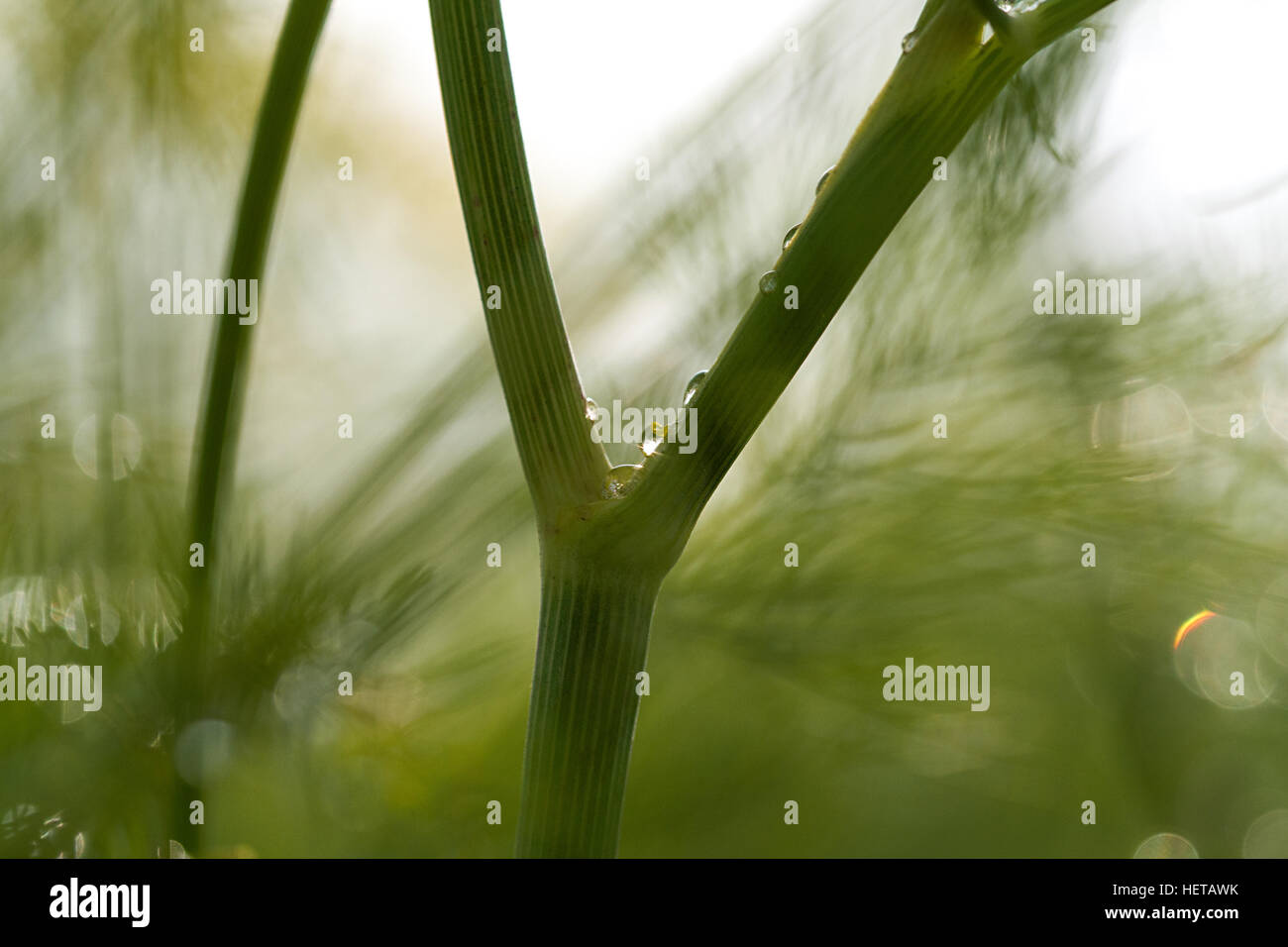 Droplets on Y shaped striped green stem of a plant with blurred green ...