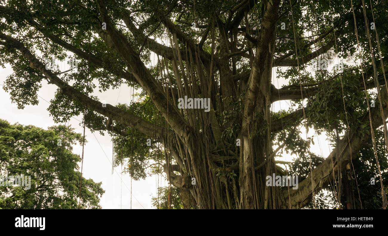 big tree with green leaves photo taken in Bogor Indonesia Stock Photo ...