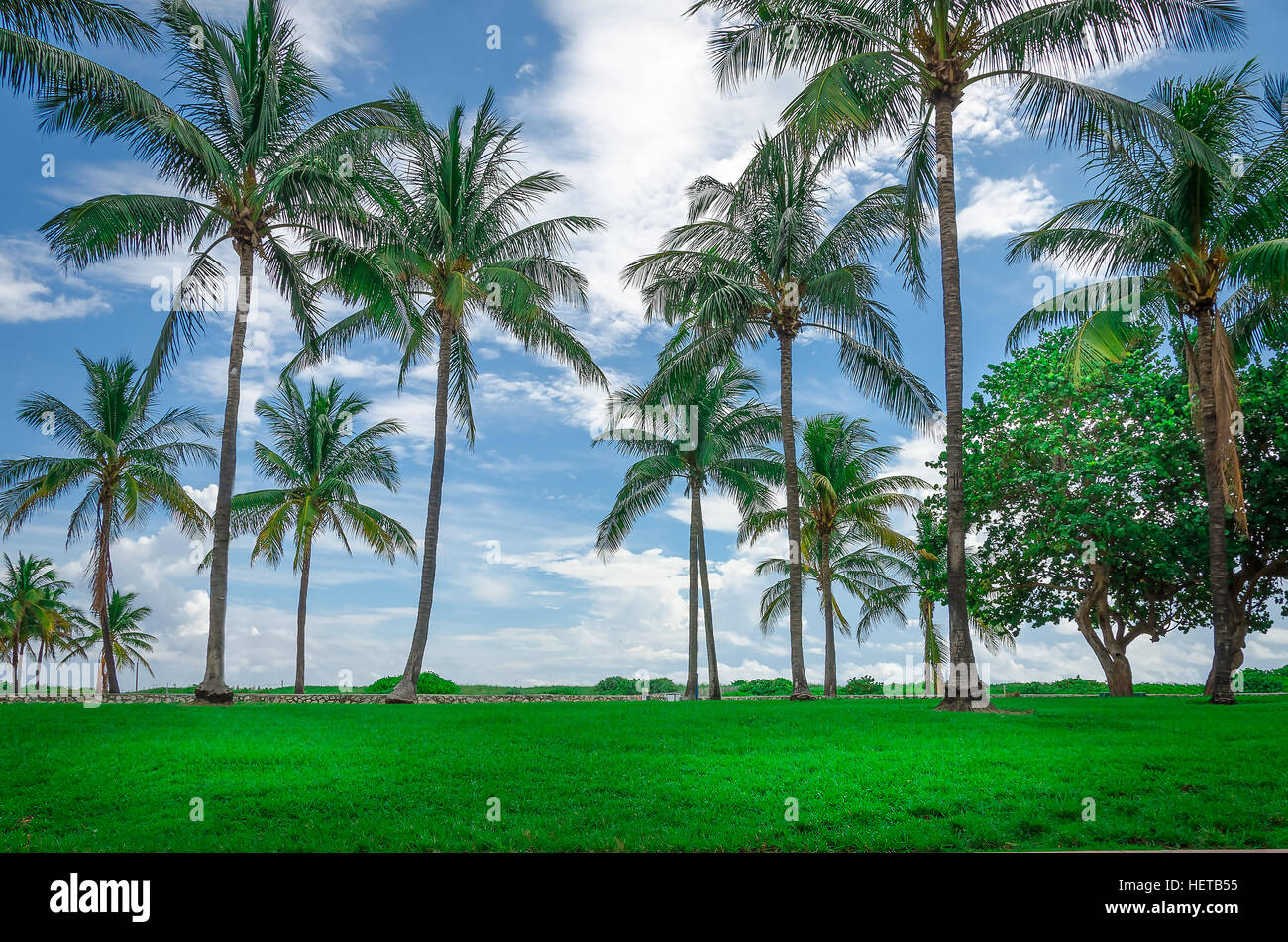 View of Miami Beach with Palm trees as background in Florida, USA Stock ...