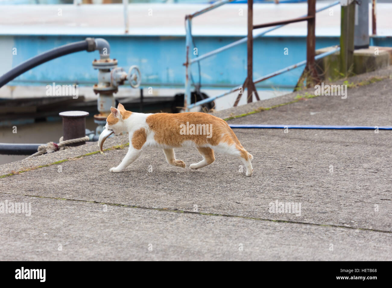 Cat living at the port Stock Photo - Alamy