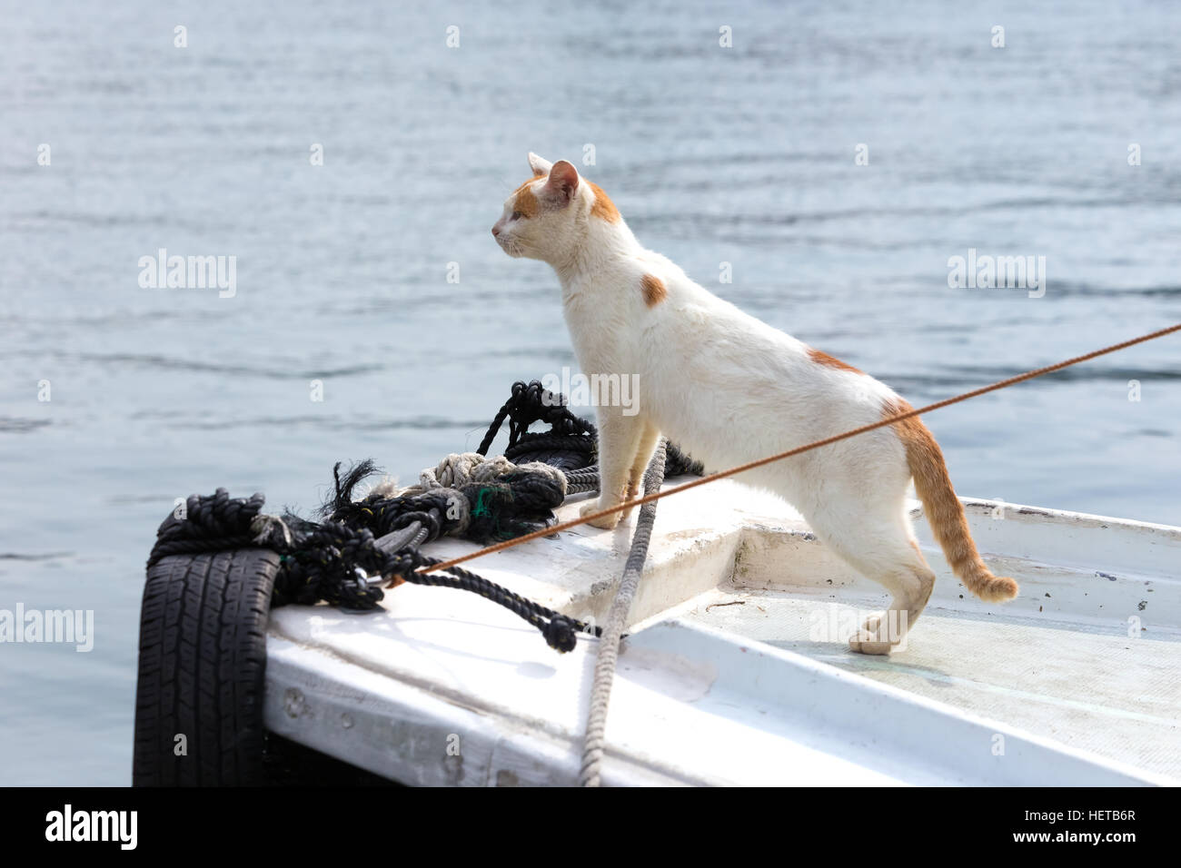 Cat living at the port Stock Photo - Alamy