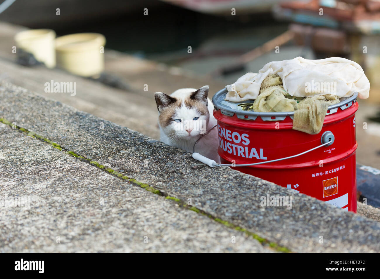 Cat living at the port Stock Photo - Alamy