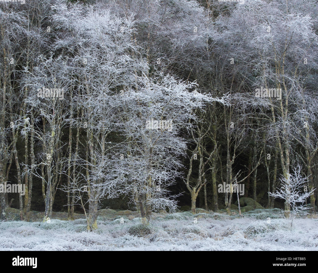 Frosty winter trees in the Scottish borders. Scotland Stock Photo - Alamy