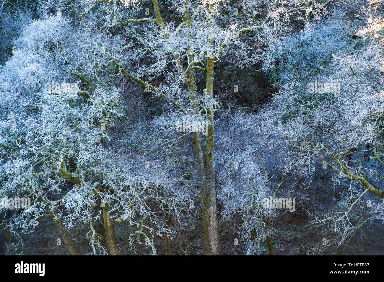 Frosty winter trees in the Scottish borders. Scotland Stock Photo - Alamy