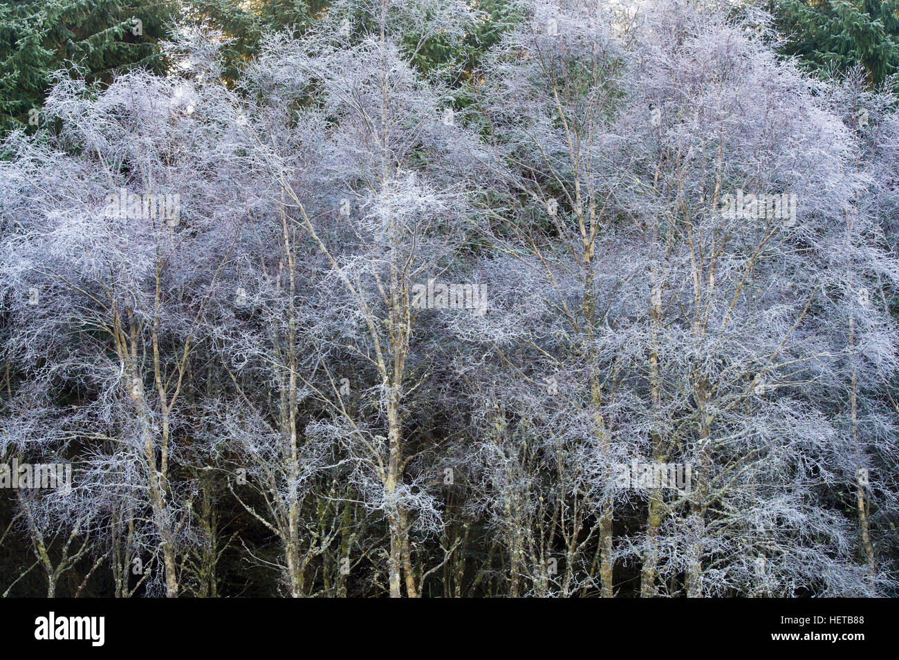 Winter trees texture hi-res stock photography and images - Alamy