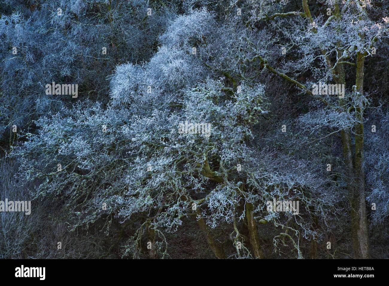 Frosty winter trees in the Scottish borders. Scotland Stock Photo - Alamy