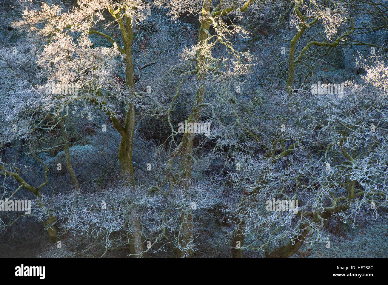 Woodland borders hi-res stock photography and images - Alamy