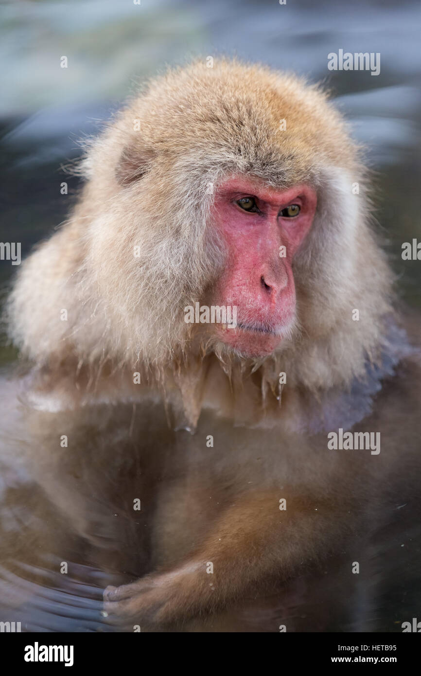 Japanese Macaque snow monkey at Jigokudani Park, Nagano, Japan Stock ...