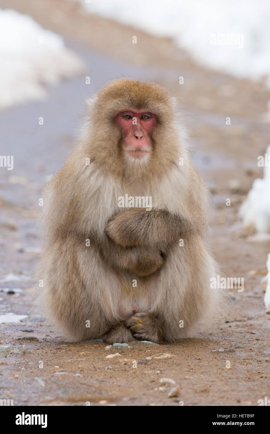 Japanese Macaque snow monkey at Jigokudani Park, Nagano, Japan Stock ...