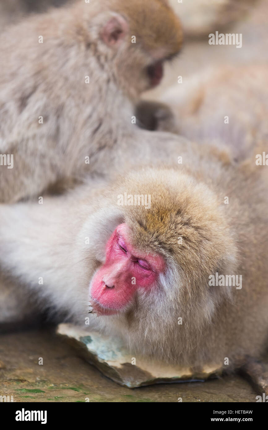 Japanese Macaque snow monkey at Jigokudani Park, Nagano, Japan Stock ...