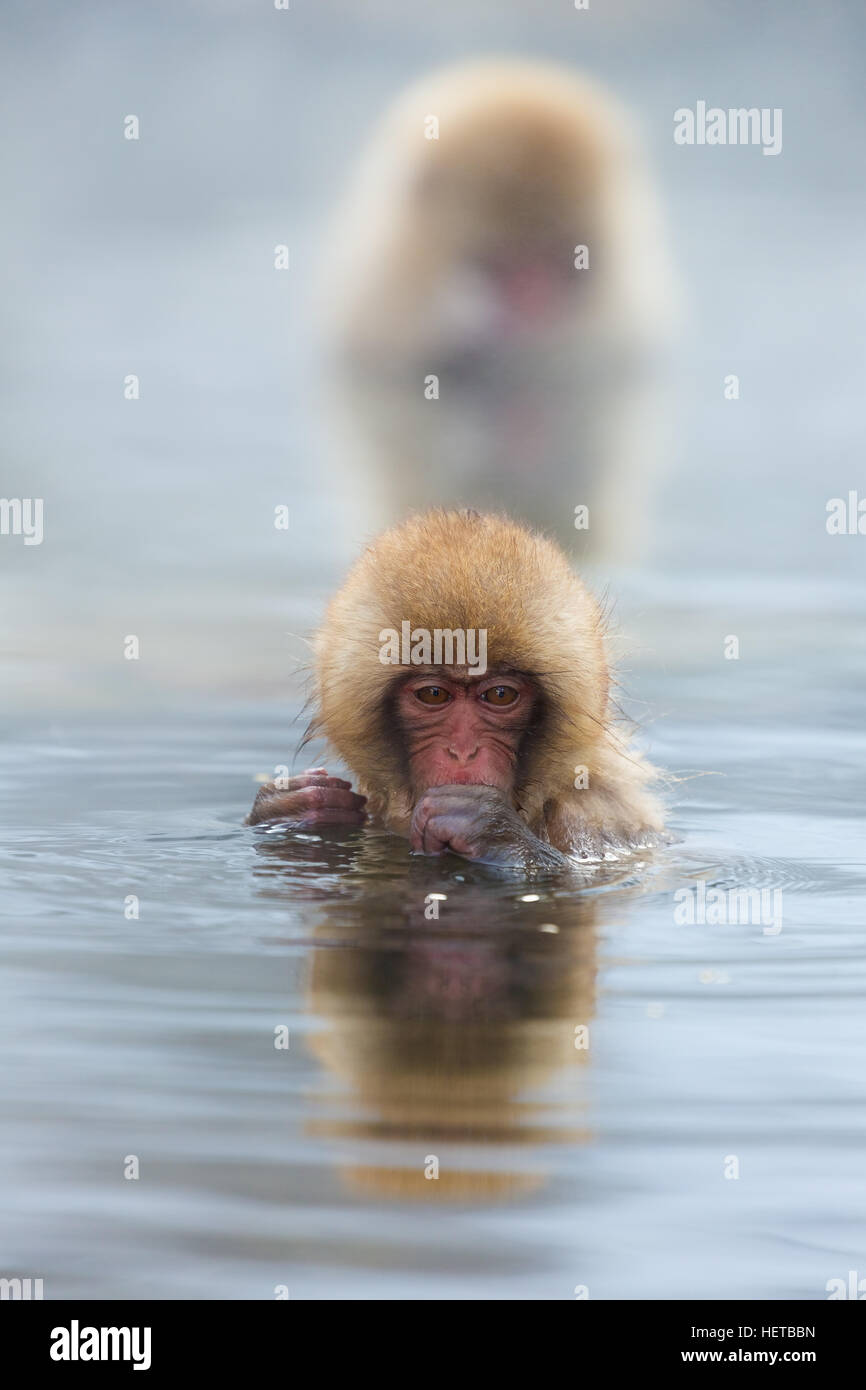 Monkey bathing in the hot springs in winter, Nagano, Japan Stock Photo ...