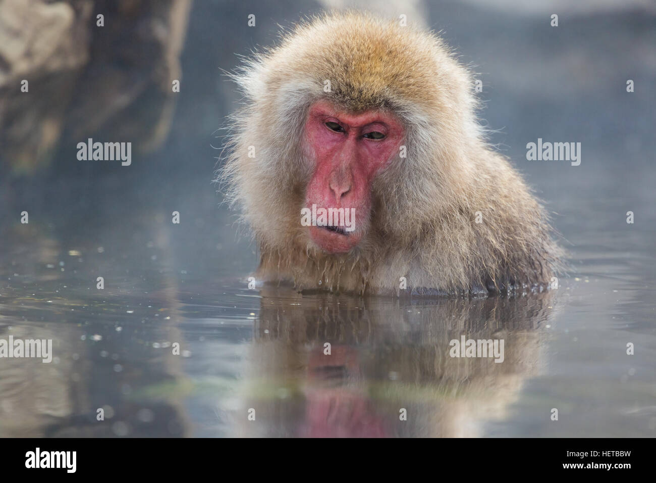 Monkey bathing in the hot springs in winter, Nagano, Japan Stock Photo ...