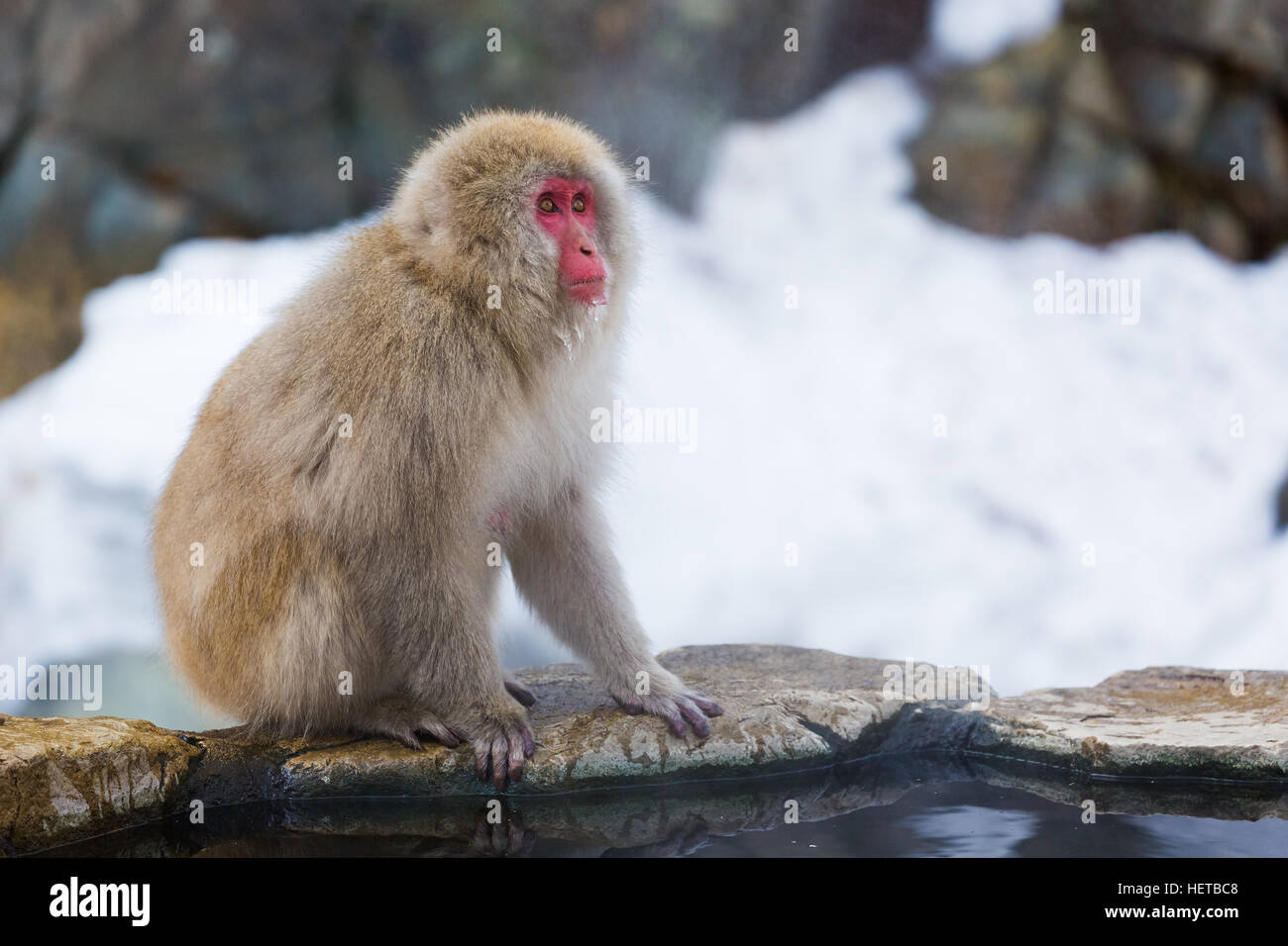Japanese Macaque snow monkey at Jigokudani Park, Nagano, Japan Stock ...