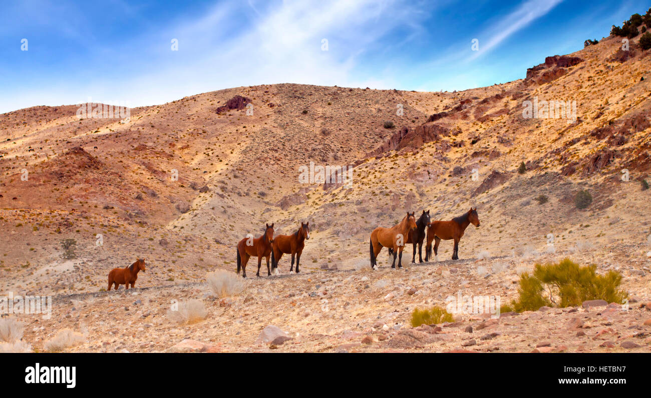 Animals in the nevada desert hi-res stock photography and images - Alamy